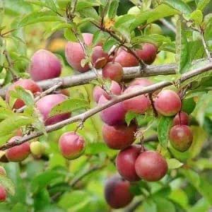 Cloud Farm Exotic Live Grafted Plum (Aalu bukhara/Aloo bukhara ...