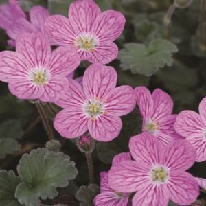 Erodium - How to grow & care