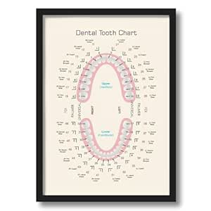 ArtAction Dental Tooth Chart Wall Frame Poster | A4 Size Framed Dental ...