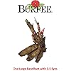 Amazon.com : Burpee 'Bartzella' Itoh Perennial Peony - 1 Bare Root 3-5 ...