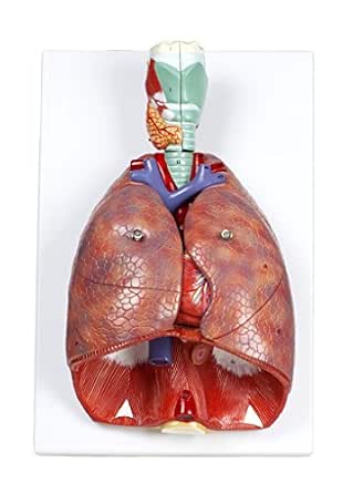 Jackson Global Anatomy Model | Human Respiratory System | Life Size | 7 ...