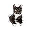 Amazon.com: Winston & Bear 3D Cat Stickers - 2 Pack - Black Cat Wall ...