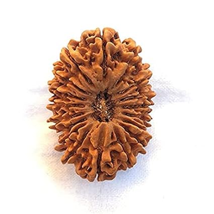 Retrend Design 19 Face Rudraksha Original Certified by IGL Lab उन्नीस ...