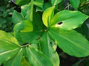 Healthy Vibe Medicinal Insulin Costus Igneus For Diabetes Use Live ...
