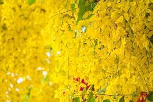 Cassia Fistula – Rare Golden Shower Tree | Live Kanikonna Amaltas Plant for Garden | Ornamental ...