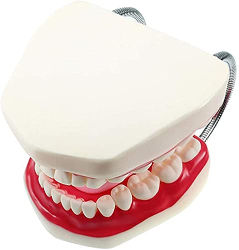 Anatomical Model, Adult Oral Tooth Care Model - Anatomy Teeth Model ...