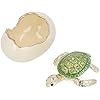 Amazon.com: Hztyyier Handcrafted Green Zinc Alloy Turtle Trinket Box ...