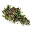 K2AQUA 10 Grams Christmas Moss Vesicularia Montagnei Live Aquatic ...