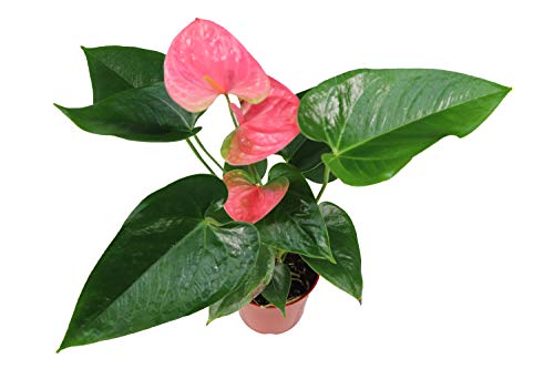 Laceleaf Plant Care: 9 Flamino Flower Growth Tips