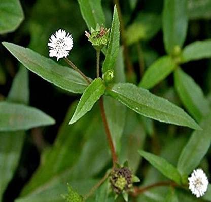 Tree Hub Bhringraj Plant (Hybrid, Pack of 1) : Amazon.in: Garden & Outdoors