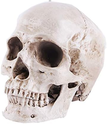 Amazon.com: JOONOR Resin Medical Anatomical Human Skull Model - Life ...