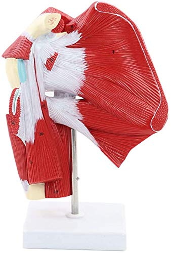 Buy Upper Limb Model with Deep Muscle Upper Limb Model of Muscle Tendon ...