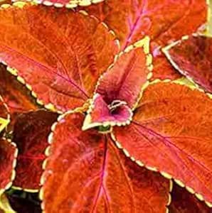 Amazon.com : Generic 100pcs Coleus Plant Seeds Orange : Patio, Lawn ...
