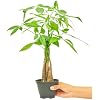 Amazon.com : Rooted Money Tree, Pachira Aquatica, Live, Live Indoor ...
