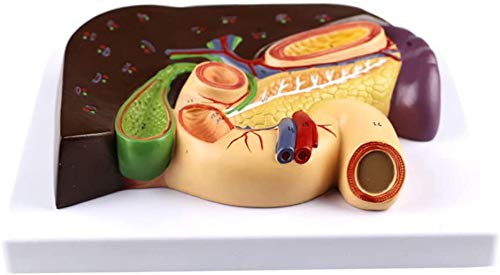 Buy LBYLYH Liver And Spleen Pancreas Anatomy Model - Anatomical Model ...