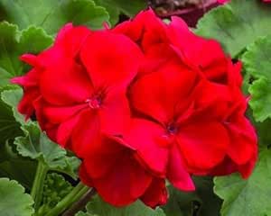 Amazon.com : 15 Seeds of Geranium Ringo Deep Red : Patio, Lawn & Garden