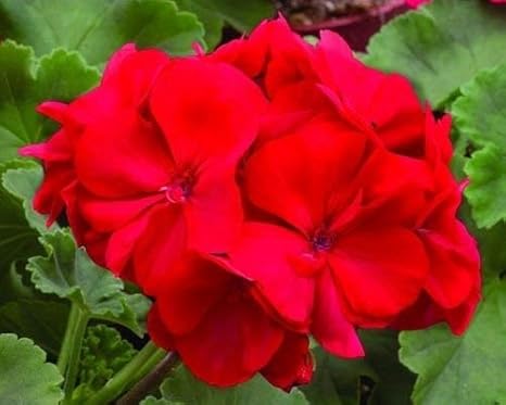 Amazon.com : 15 Seeds of Geranium Ringo Deep Red : Patio, Lawn & Garden