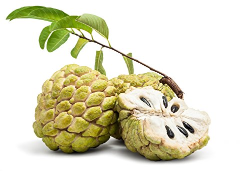 Creative Farmer Seethapazham Fruit Seeds - Cherimoya,Annona,Buddaha'S ...