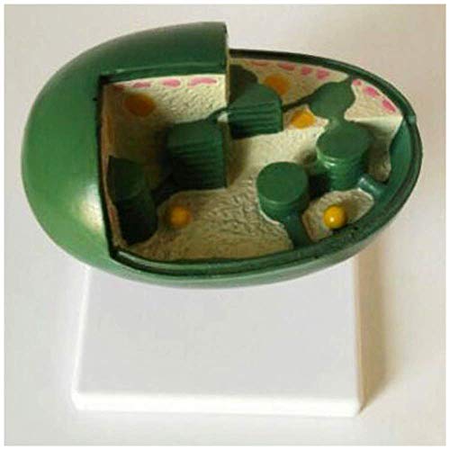 Buy Anatomy Model, Assembly Educational Model Chloroplast Model Cell ...