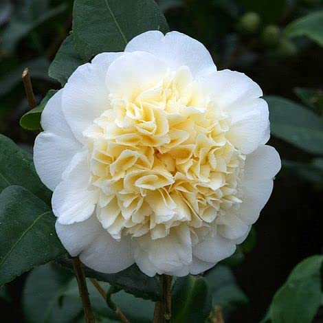 GoGreen Camelia Cameliya flower plant Camellia japonica Kaimelia ...