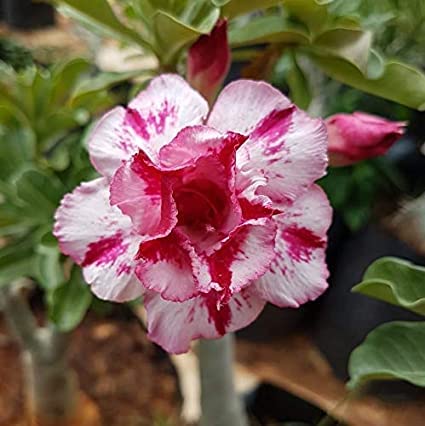 TARULATA PLANTS MARKET ADENIUM FLOWER PLANT : Amazon.in: Garden & Outdoors