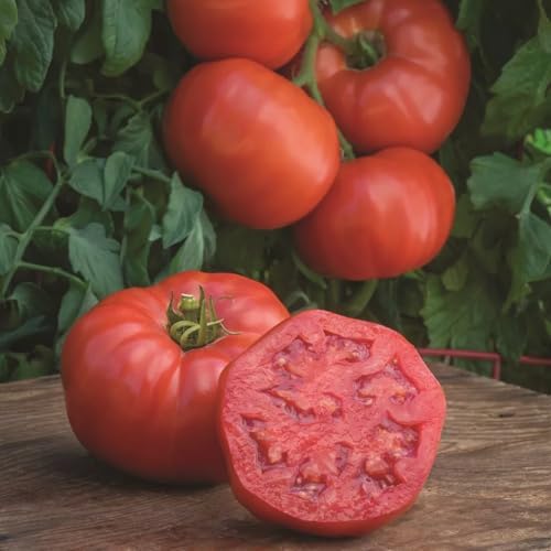 Pretty Wild Seeds - Tomato Burlesque F1 Seeds Beefsteak Type Blight ...