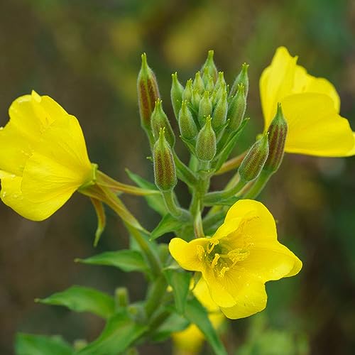 Primeln Winterhart Mehrjährig – Die 15 besten Produkte im Vergleich ...