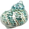 Amazon.com: PEPPERLONELY 1 PC Spiral Jade Turbo Sea Shell, Hermit Crab ...