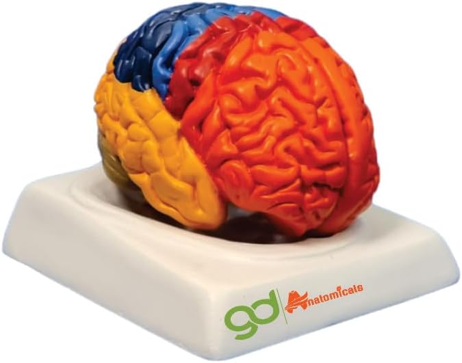 GD ANATOMICALS® Educational Model Brain Anatomical Model |Color-Coded ...