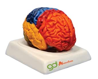 GD ANATOMICALS® Educational Model Brain Anatomical Model |Color-Coded ...
