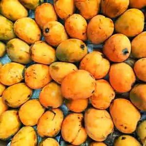 THE GREEN VIEW GARDENS Himsagar Mango, Aam Hybrid (Grafted) Plant ...