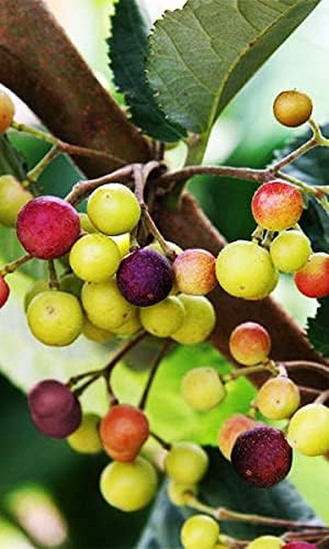 Sweet & Rare Phalsa Falsa Grewia Asiatica Sherbet Berry Fruit Plant ...