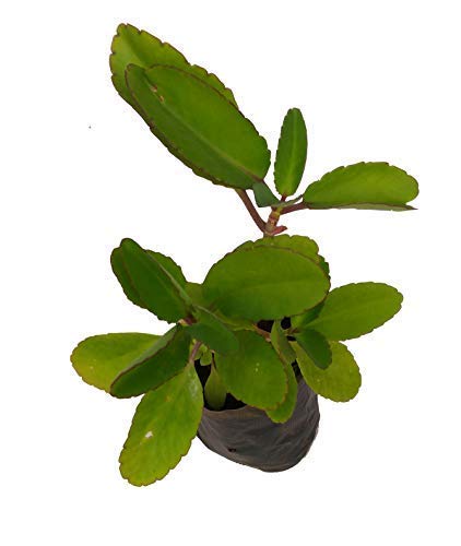 Bharat Herbs Care Panfuti (Botanical Name - Bryophyllum pinnatum ...