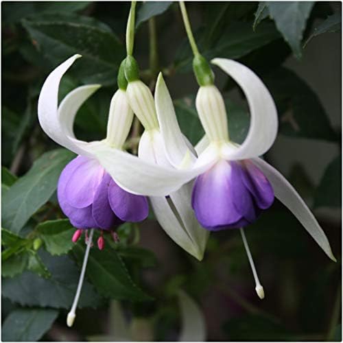 Fuchsia 'Delta's Sarah', Hardy Shrub, 5 Fuchsia Postiplug Plants by ...