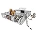 Amazon.com : Predator Guard Squirrel Guard Trap - Humane Multi-Catch ...