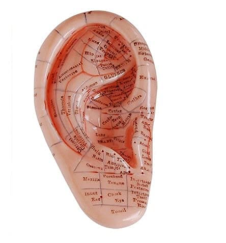 Buy R A Products Ear Acupuncture Earpins Model (17 Cm) Online at Low ...