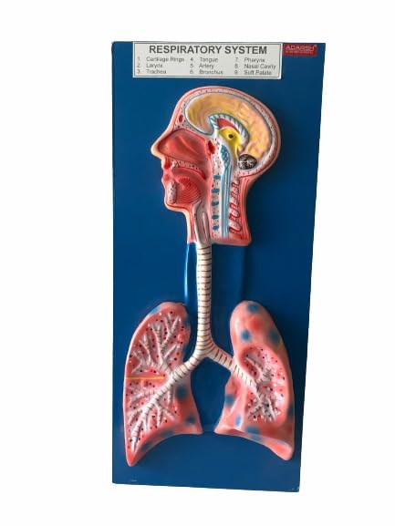 AI-Human Respiratory System 10"X24"/Anatomical model/Used for ...