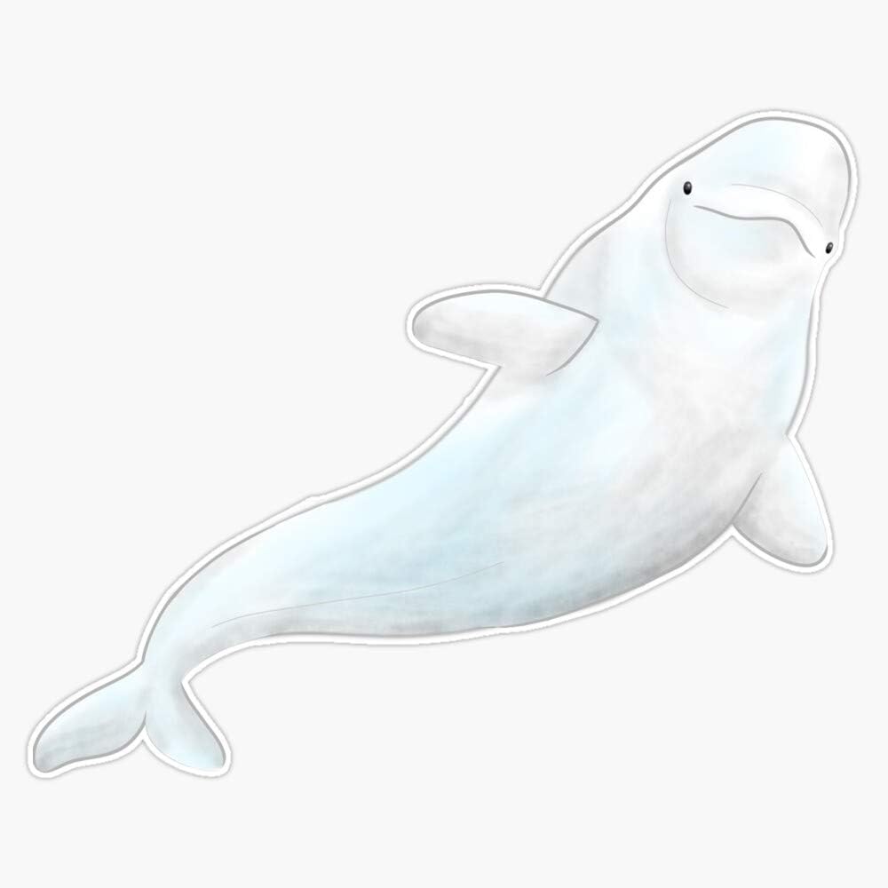 Amazon.com - Small Beluga Vinyl Waterproof Sticker Decal Car Laptop ...