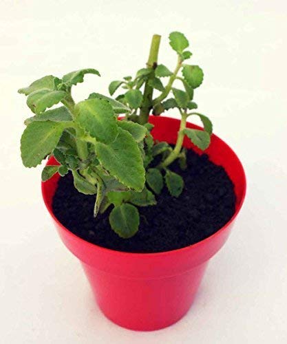 EdensField Ova Ajwain Leaves Plant (Multicolour) : Amazon.in: Garden ...