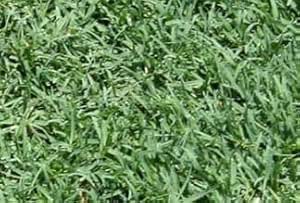 Amazon.com : Seed Ranch Bimini Bermuda Grass Plugs - 2 Trays : Patio ...