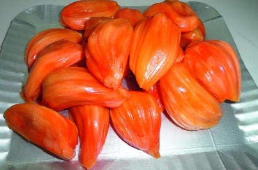 Creative Farmer Live Plant Jack Fruit Singapore Varikka Dwarf Variety ...