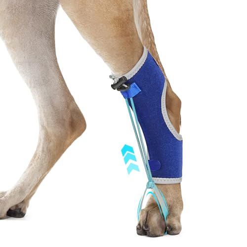 Knuckling In Dogs – The 15 best products compared - Wild Explained