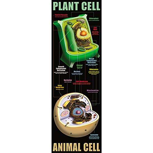 4D Science Plant Cell Model - Educational Toys Planet