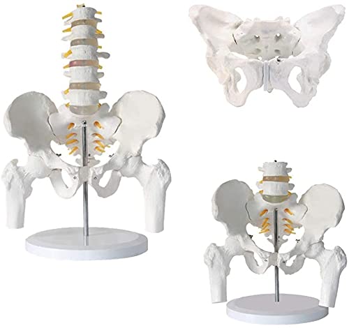 Buy ZAMAX Study Model Educational Dolls Pelvis Model Anatomy, Pelvis ...