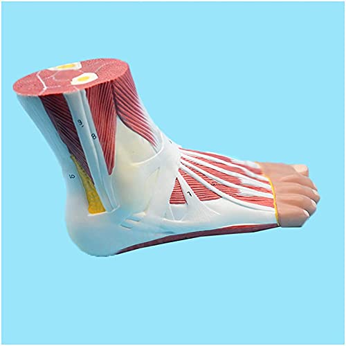 Anatomy Model Foot Anatomical Model Life Size Foot Structure Anatomy ...