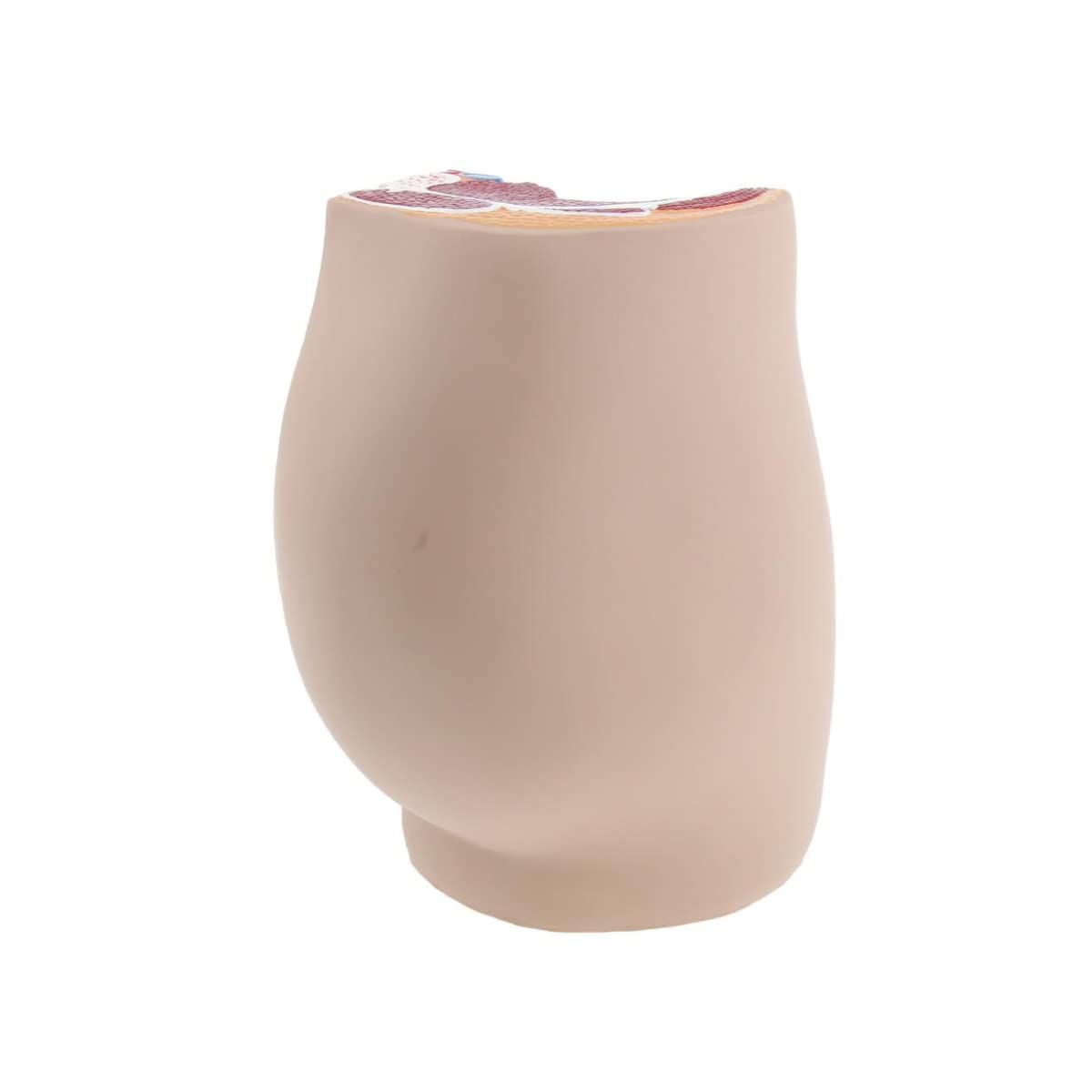Female Vagina Anatomical Model Female Pelvic Section Model Life-size ...
