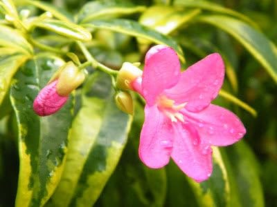 Ravenia spectabilis variegata - Flowering Plants : Amazon.in: Garden ...