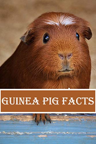 Guinea pig Facts: Photobook of Guinea Facts with real images and Facts ...