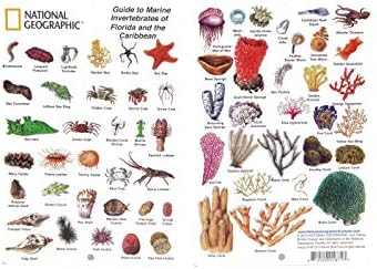 Marine Invertebrates