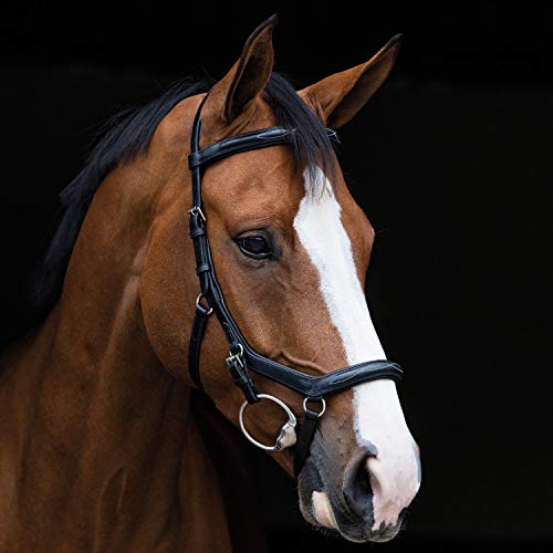 Micklem – Die 15 besten Produkte im Vergleich - Reiterguide Ratgeber